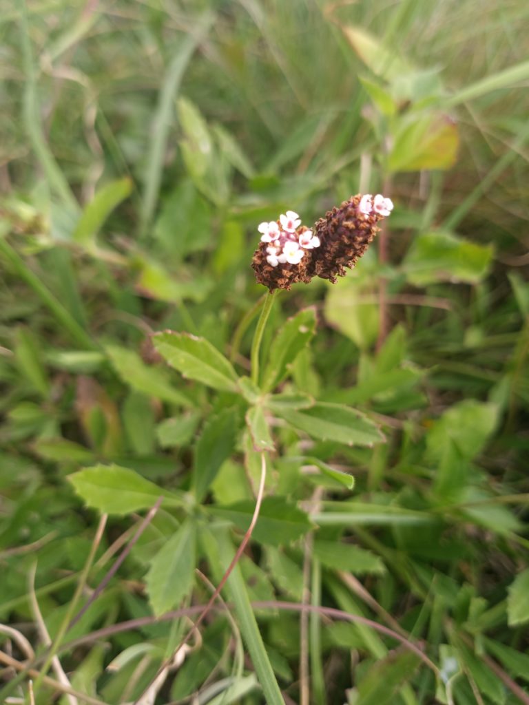 Phyla nodiflora - Native Plant Society of Texas