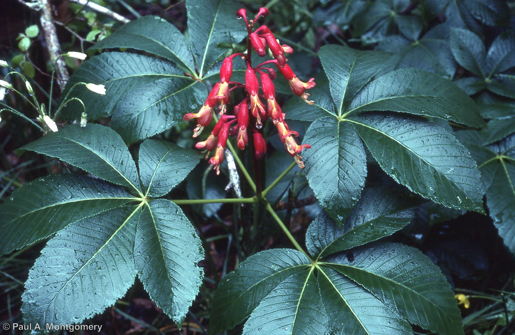 Aesculus pavia var. pavia – Native Plant Society of Texas