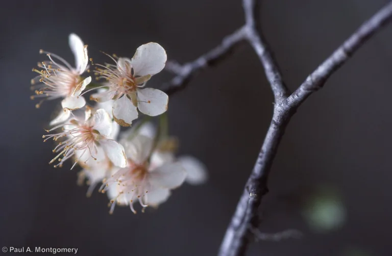 Prunus mexicana - Native Plant Society of Texas