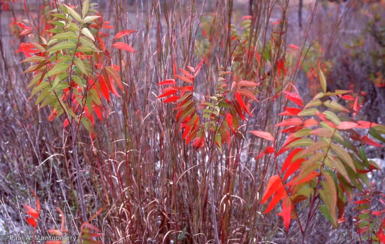 Rhus copallinum var. lanceolata - Native Plant Society of Texas