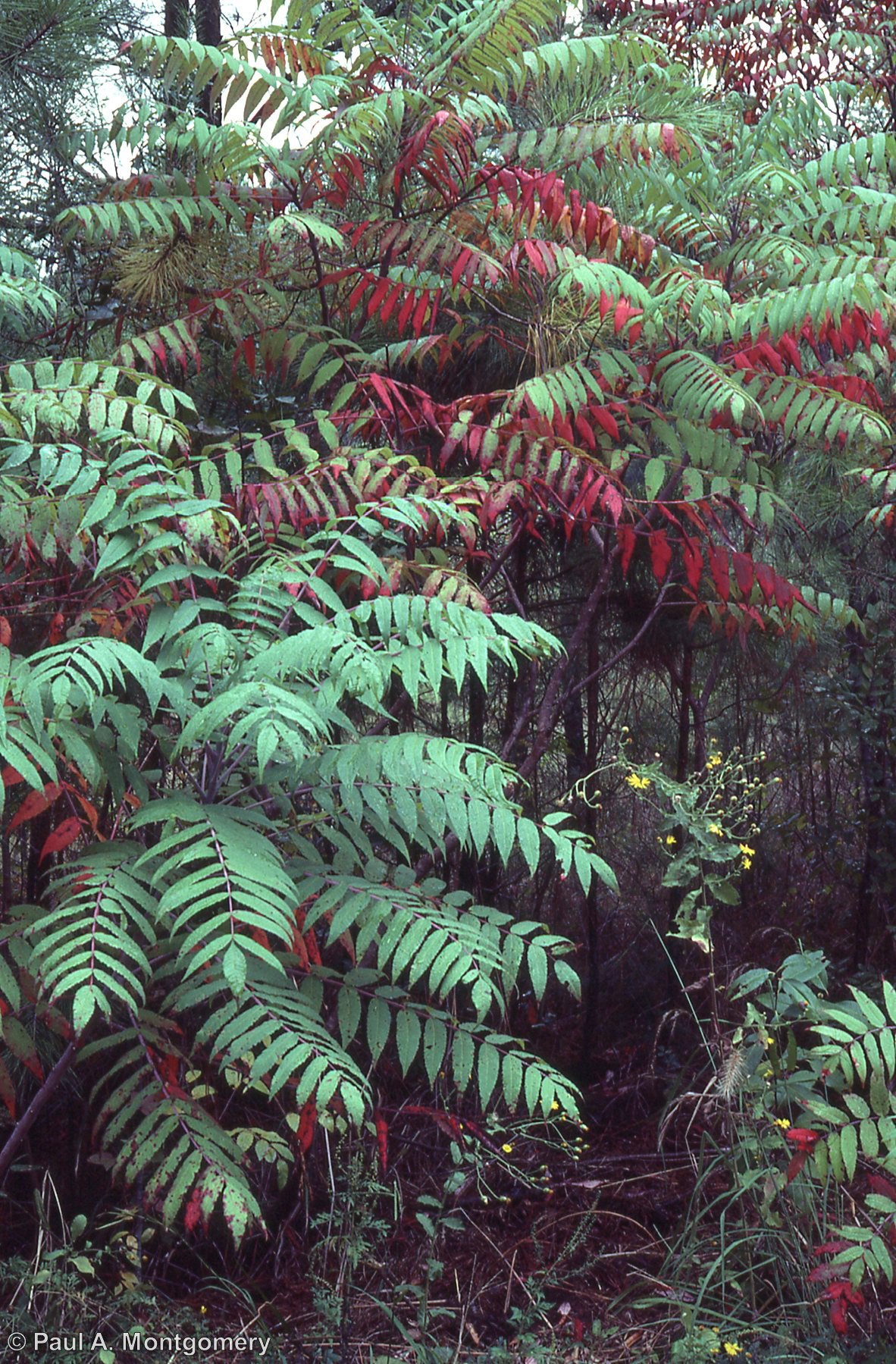 Rhus copallinum var. lanceolata - Native Plant Society of Texas