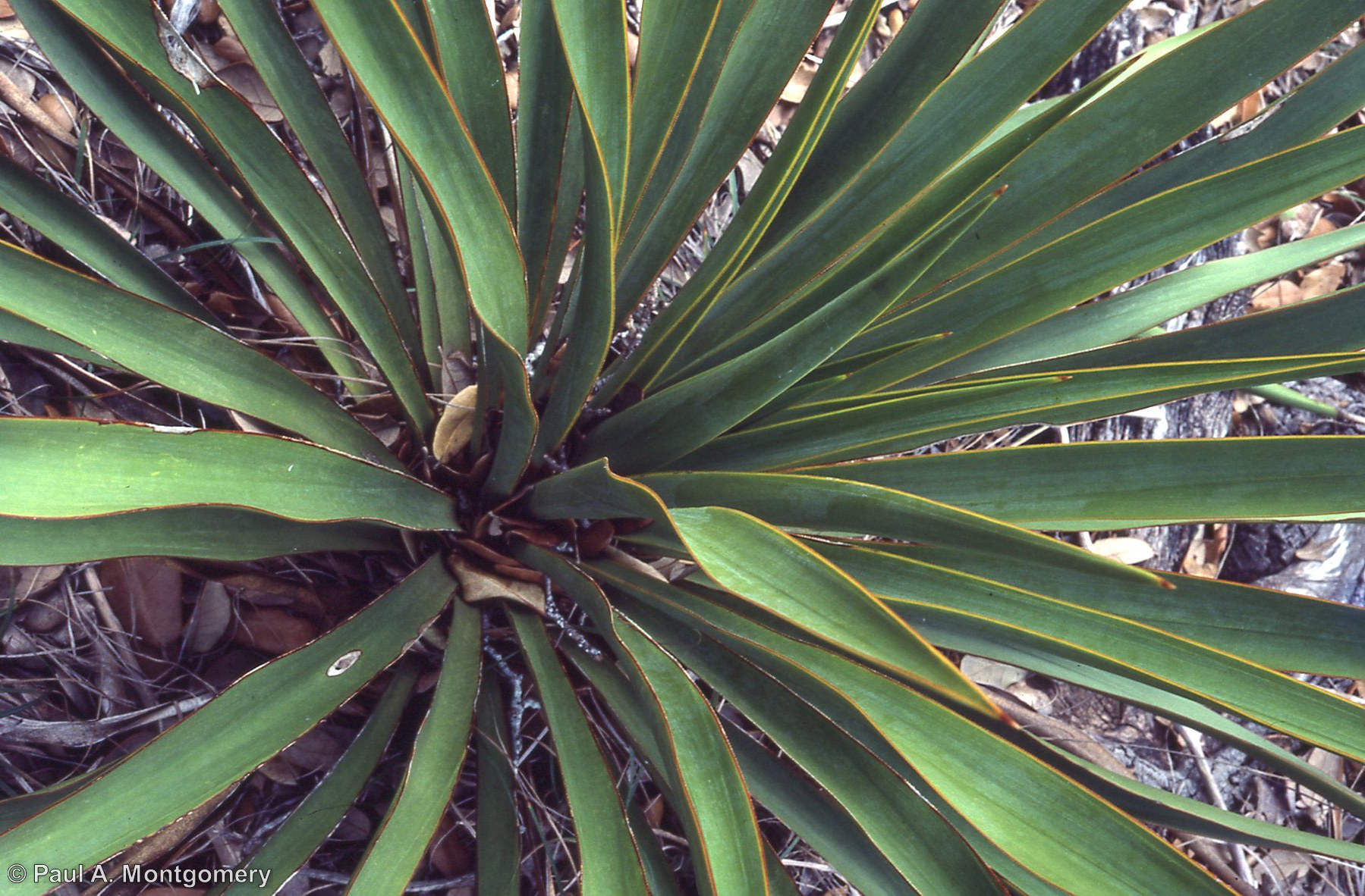 Yucca rupicola – Native Plant Society of Texas