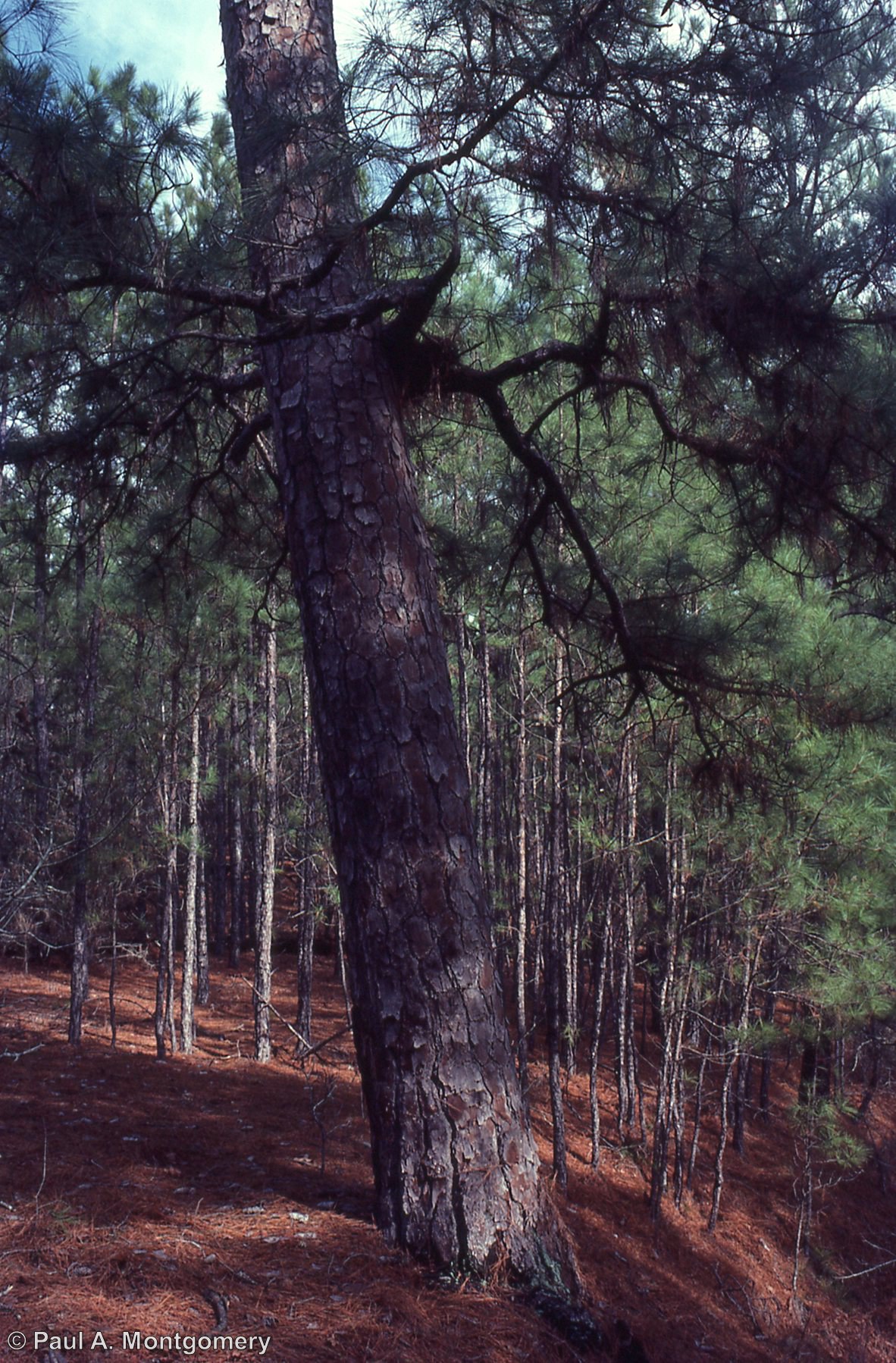 Pinus taeda – Native Plant Society of Texas