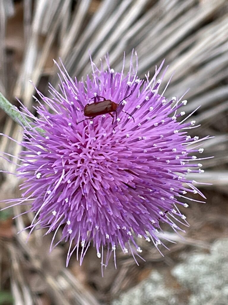 Highland Lakes – Native Plant Society of Texas