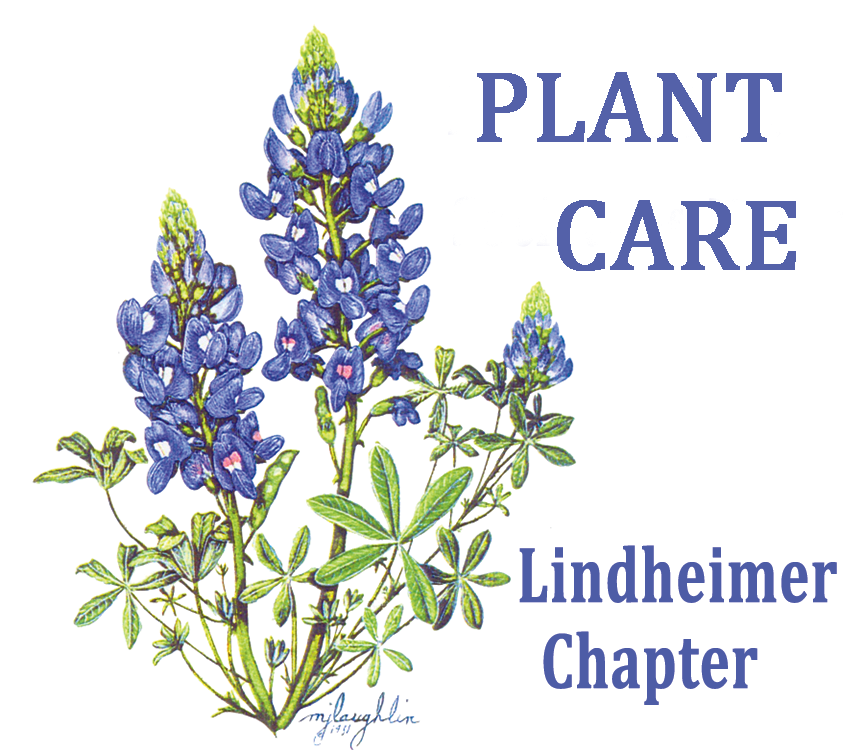 Lindheimer – Native Plant Society of Texas